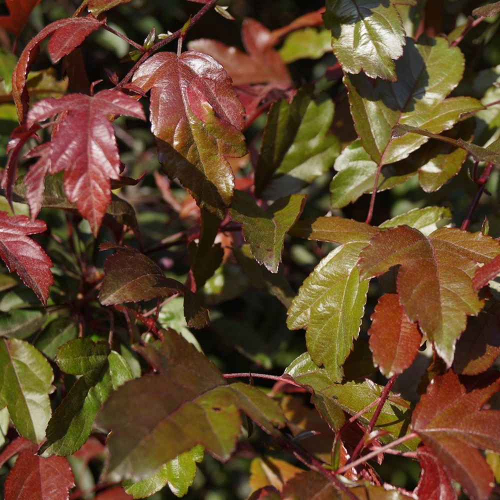 Malus 'Toringo Scarlett' | Crab Apple Tree | Ornamental Tree | 5-6ft ...