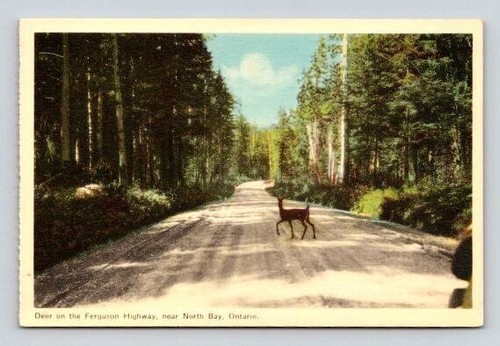 North Bay Ontario Canada Deer on Ferguson Highway Postcard | eBay
