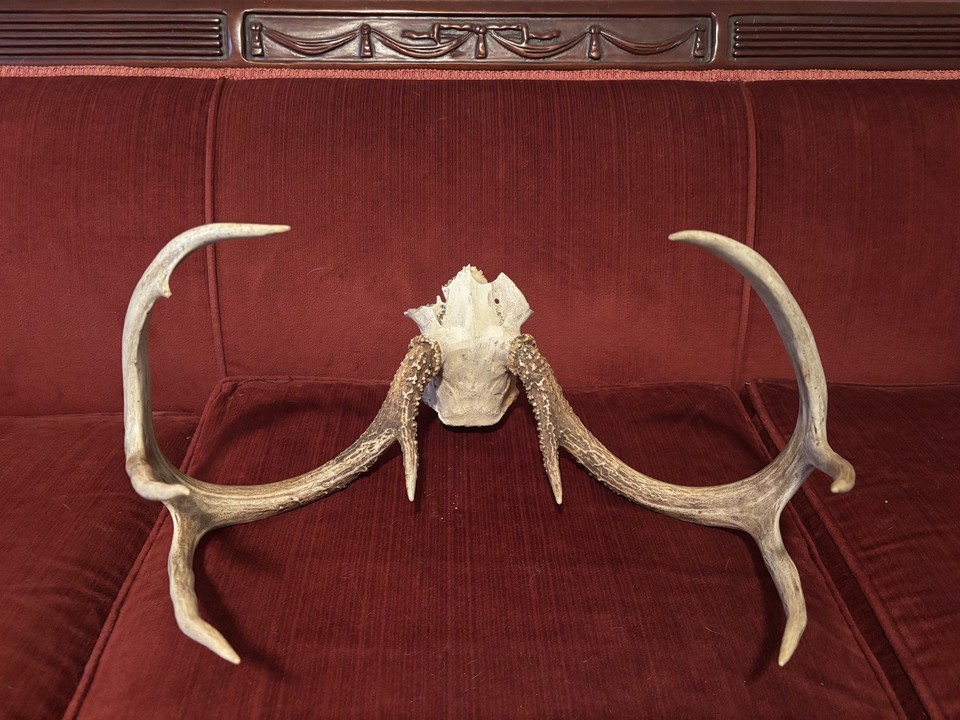 NICE 4x4 WHITETAIL DEER RACK 136" Antlers mule mount taxidermy elk ...