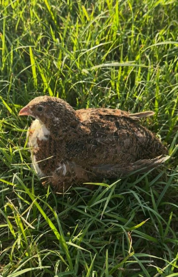 15+ **RARE COLORS** Celadon Blue Coturnix Quail Hatching Eggs | eBay