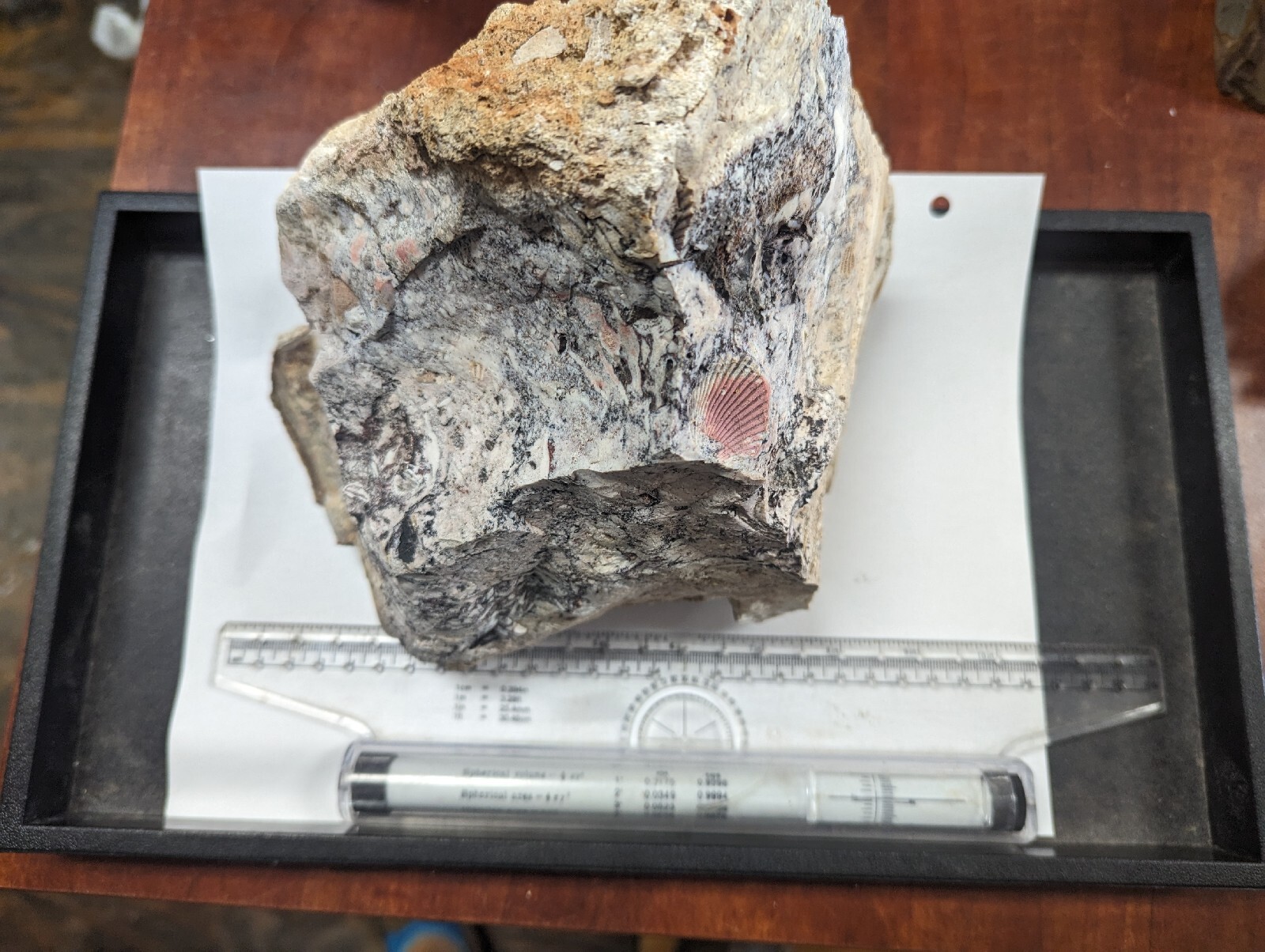 Huge 8.7lb Large Natural Chert Coral w Coquina Shell Fossil Dothan ...