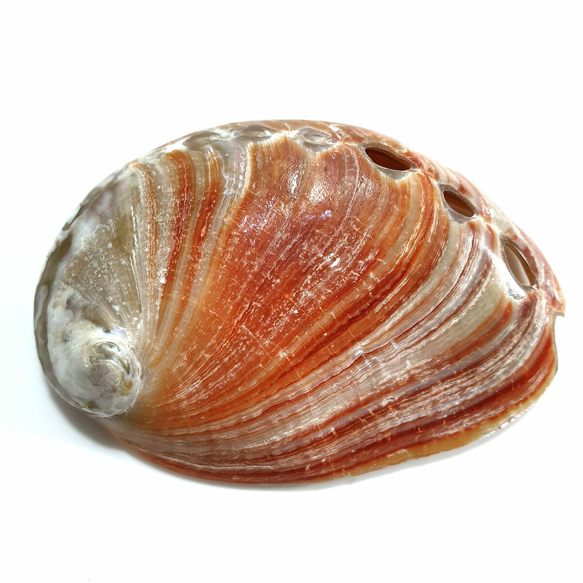 Red Abalones
