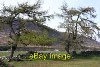 Photo 6x4 Larch Trees, Fernisdale Etteridge Looking through to the ...