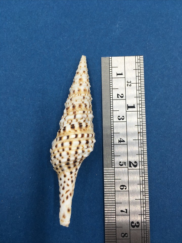 #3 Turris Crispa fm. Grandis 70.6mm W/Operculum Turridae No Data | eBay