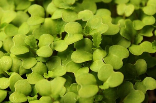 Wasabi Seeds - Microgreens Wasabi Mustard, Micro Wasabi Wasabina ...