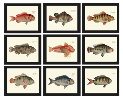 Vintage Fish Prints Wall Art Set of 9 Beautiful Antique Vintage ...