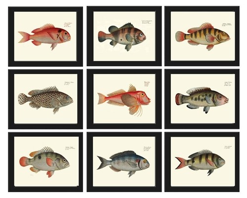 Vintage Fish Prints Wall Art Set of 9 Beautiful Antique Vintage ...