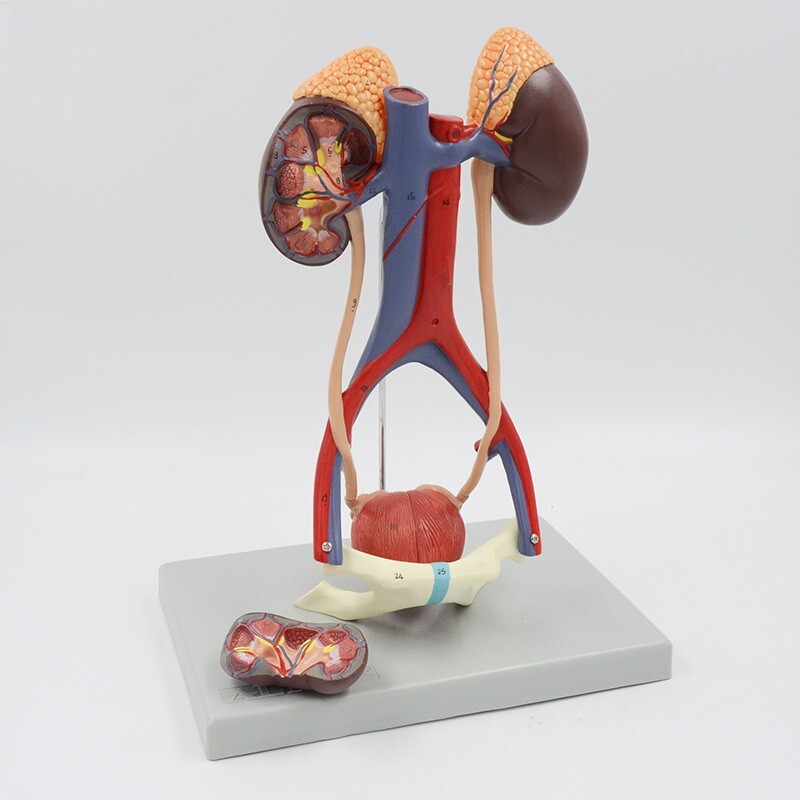 5 Parts Human kidney bladder model Arteriovenous Urinary system model ...