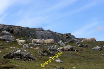Photo 6x4 Sheep on the eastern slopes of Vord Hill Muness c2012 | eBay UK
