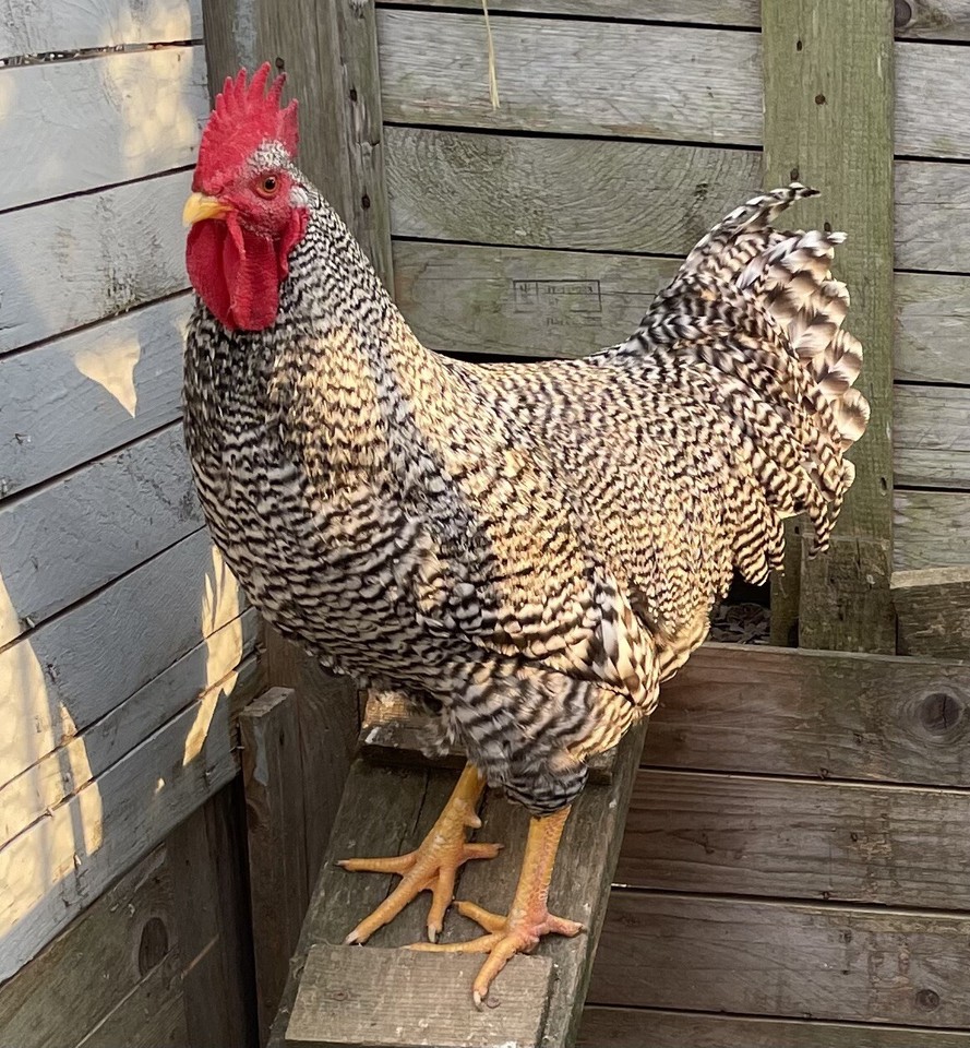 12+2 Purebred Barred Rock Hatching Eggs | eBay