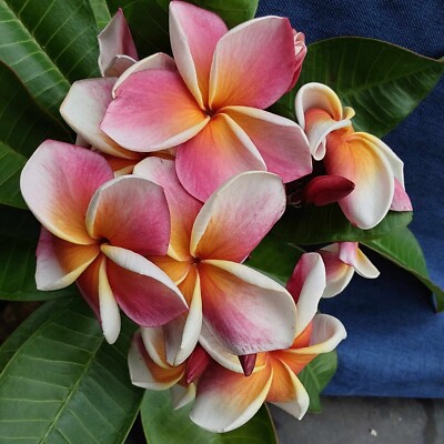 FRANGIPANI - Fruit Salad - Unusual Colour - Cutting | eBay