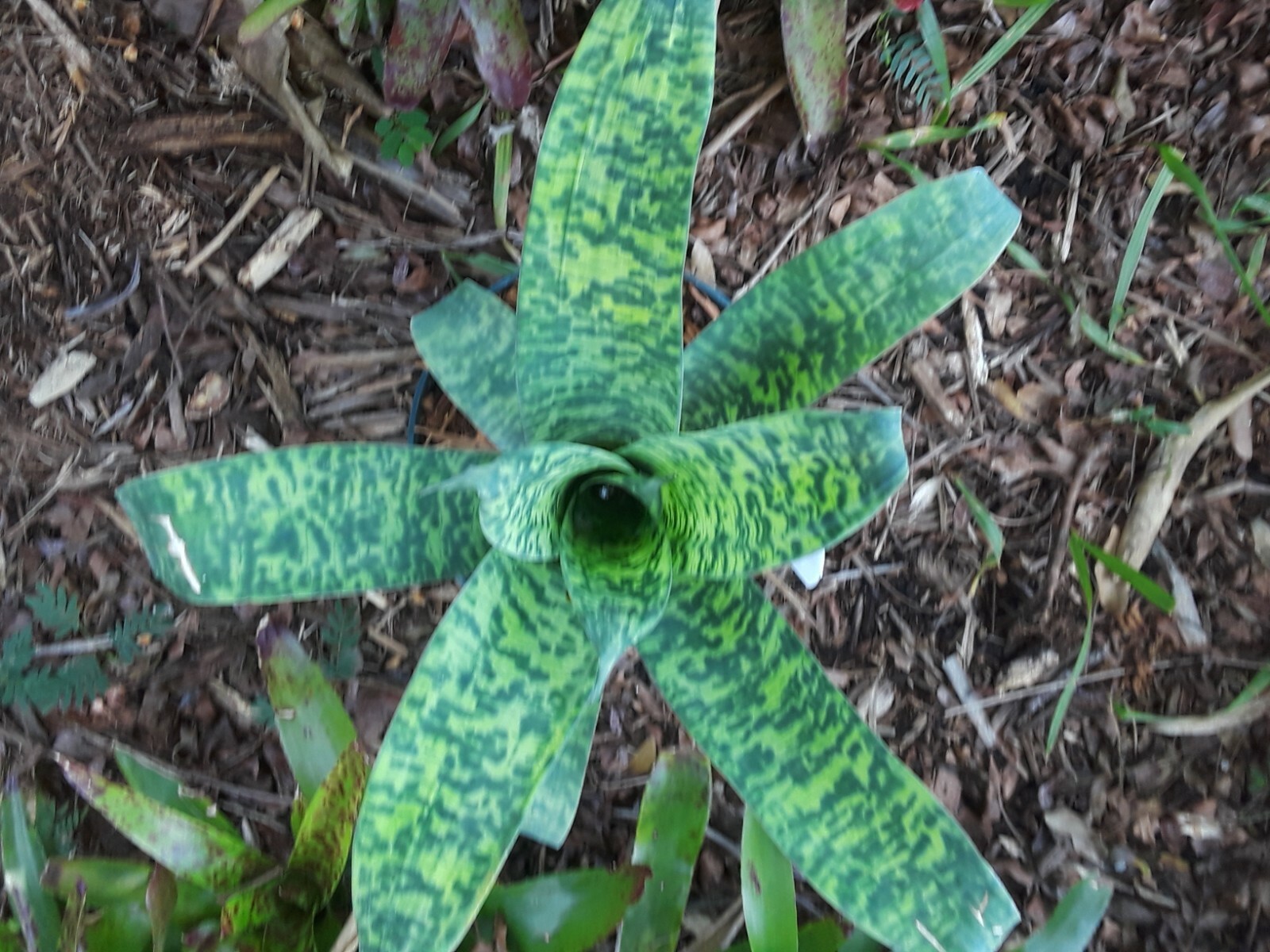 Vriesea GOUDAEA OSPINAE Smudge Pattern Bromeliad one tropical plant ...