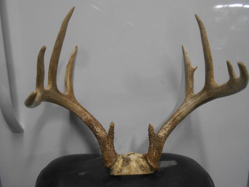 17-4" wide 5x5 WHITETAIL DEER RACK Antlers mule mount taxidermy elk ...