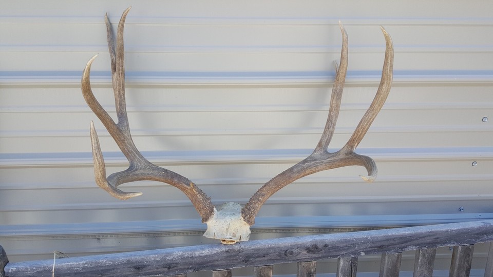 TALL 171 1/8" Colorado MULE DEER RACK antlers whitetail mount sheds ...
