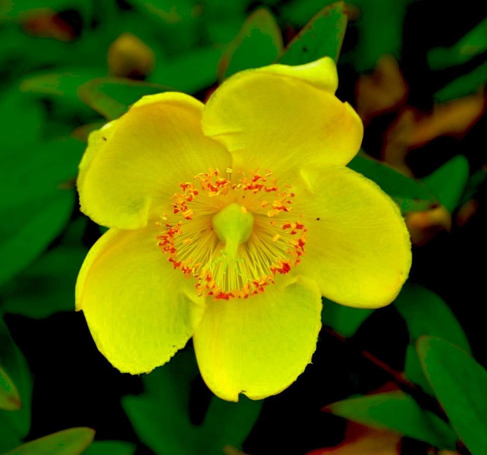 St John's Wort Hypericum 'Hidcote' | Evergreen Shrub | Pot Plant | eBay UK