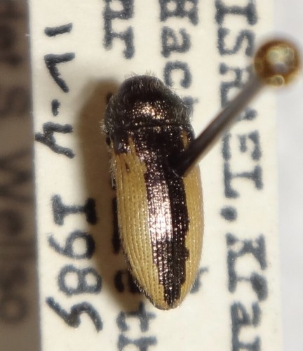 Buprestidae Acmaeodera flavolineata Israel Holy Land #W2 Jewel Beetle ...