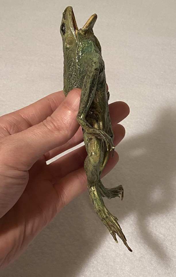 Deformed Mutant 4 Legged Frog Freak taxidermy Sideshow Gaff | eBay