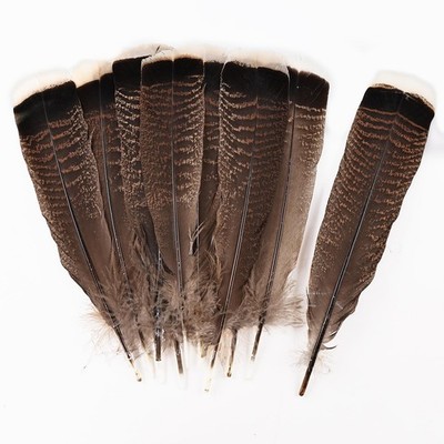 Daieeparty 12pcs Natural Wild Turkey Wing Feathers 12-14" for DIY ...