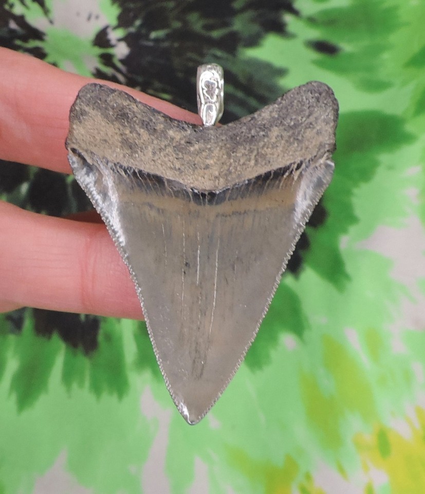 Megalodon Sharks Tooth Pendant NICE NO RESTORATIONS fossil sharks teeth ...