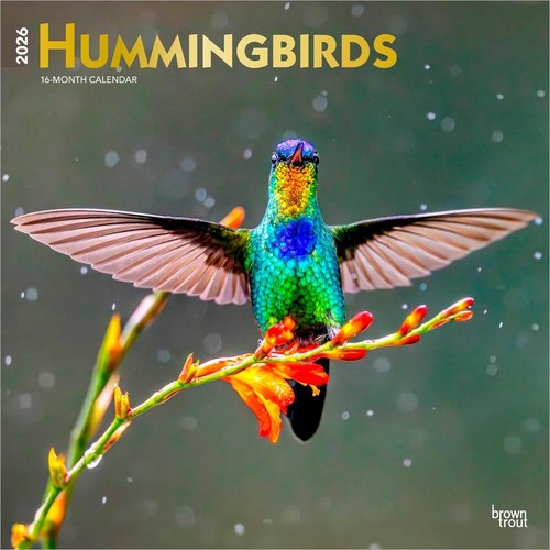 Hummingbirds | 2026 12x24" Square Wall Calendar | Plastic-Free | eBay