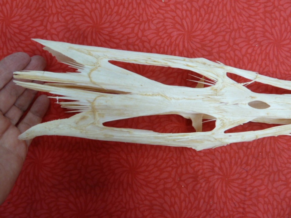 W3-k) 23" Paddlefish skeleton head bill Polyodon spathula spoonbill ...