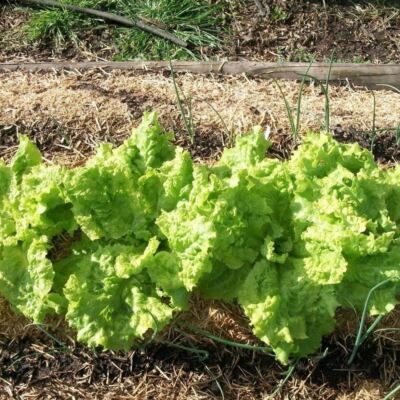 LETTUCE Australian Yellow 150 seeds vegetable garden SPRING AUTUMN ...