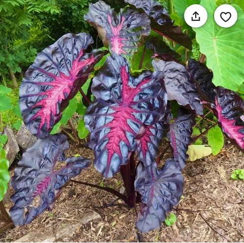 Redemption - Colocasia esculenta- Elephant Ear - SMALL ROOTED STARTER ...