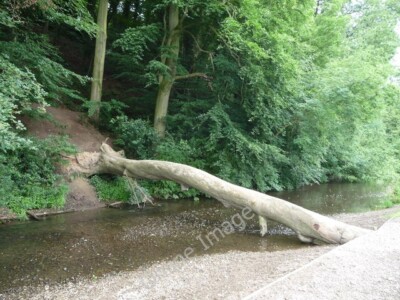 Photo 6x4 Fallen tree bridge in Erddig Park Wrexham/Wrecsam This fallen ...
