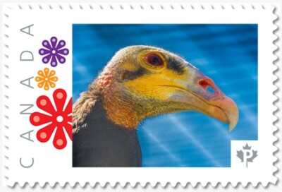 KING VULTURE = Bird = Picture Postage stamp MNH Canada 2019 [p19-02 ...