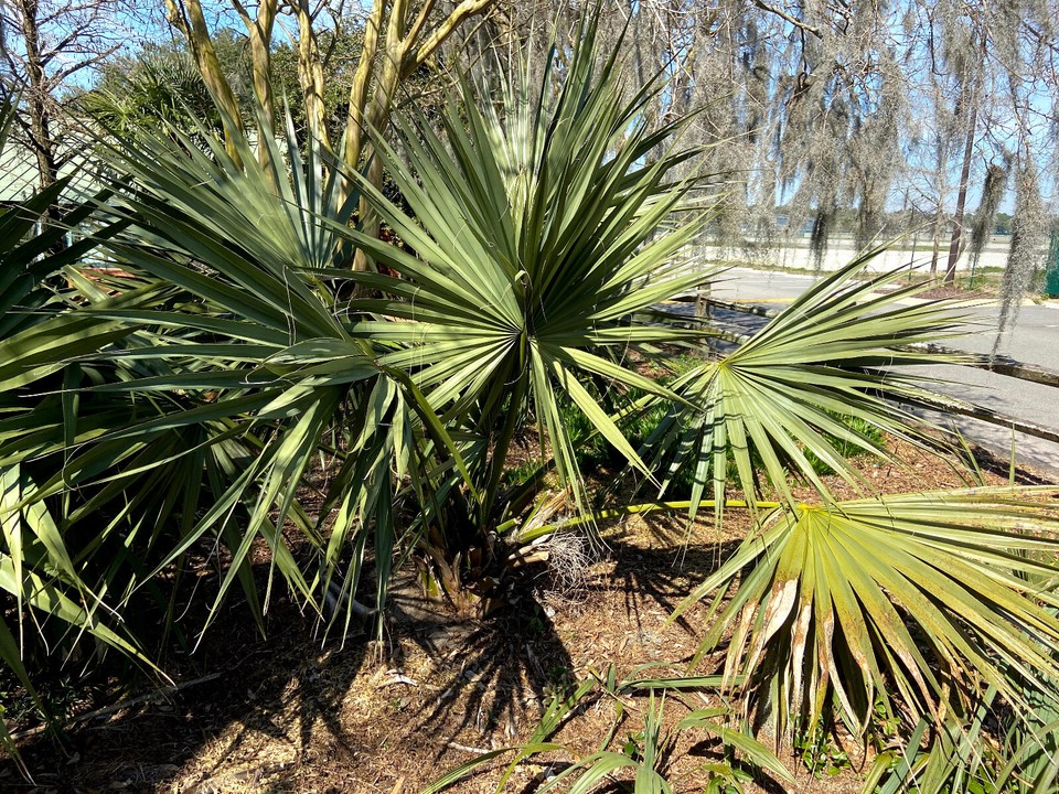 Sabal sp. 'Tamaulipas' Seeds! Almost NEVER Offered! Cold Hardy! | eBay
