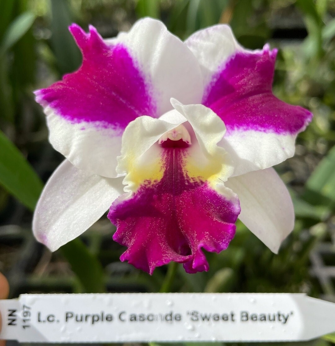 Lc Purple Cascade 'Sweet Beauty' Blooming Size Cattleya Orchid Clone. Fragrant | eBay