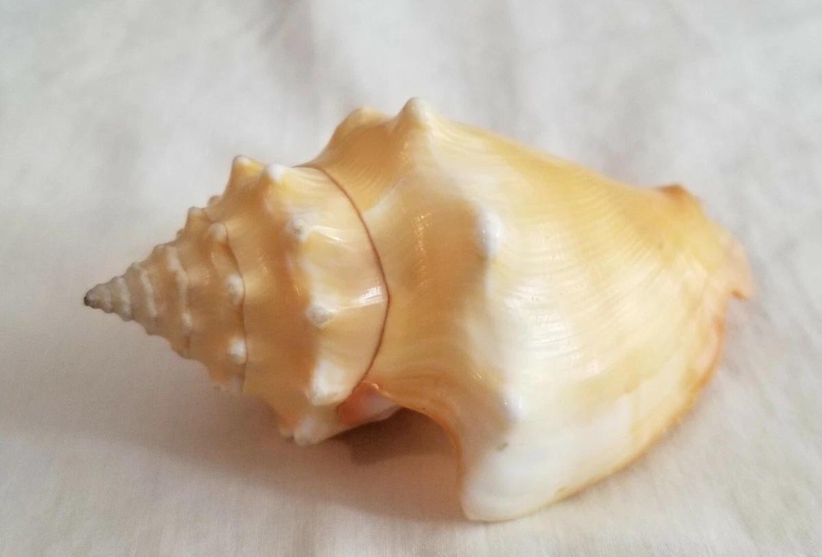 Fighting Conch Snail