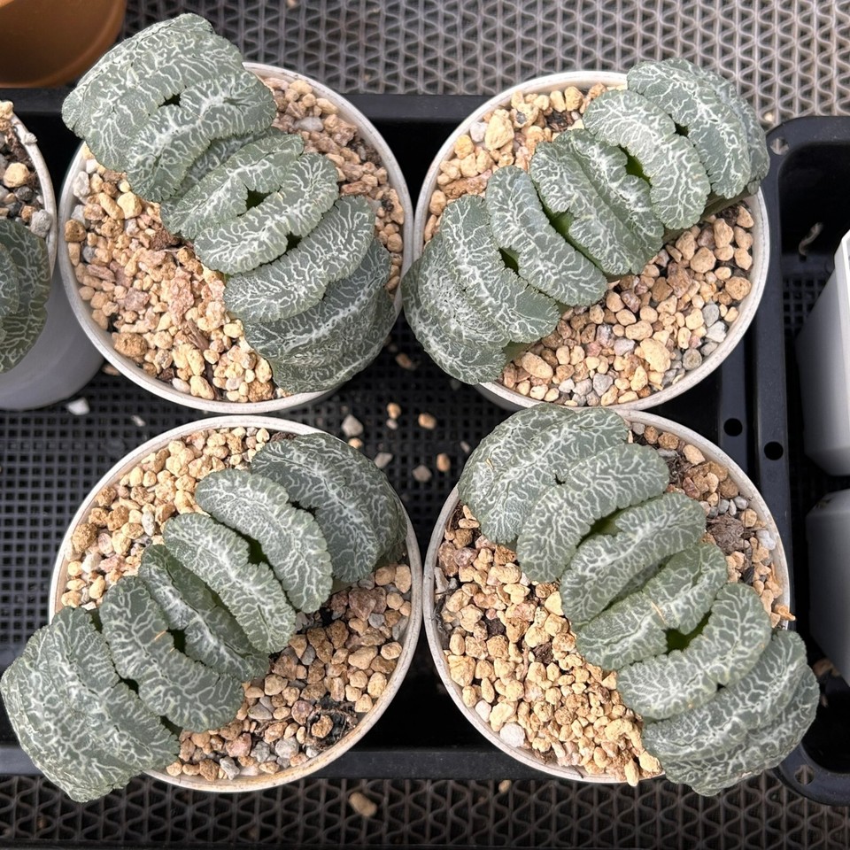 3.5'' Haworthia Truncate Yuji, Live Succulent Plants,Rare Plants | eBay