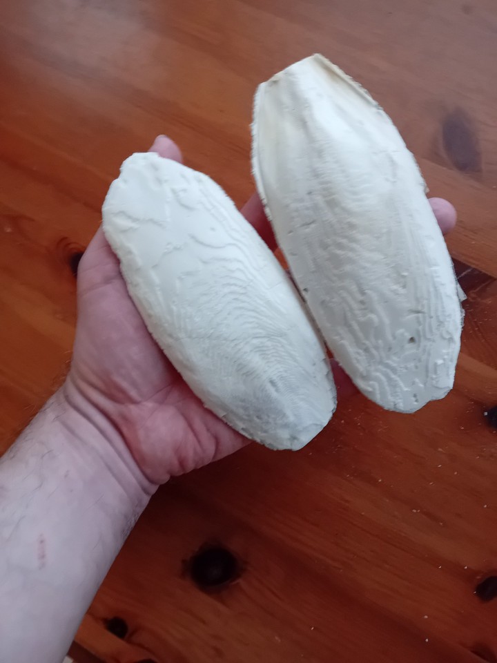 Cuttlefish Bone . 5 Pieces . 5"- 7" . Ecologically Sourced UK | eBay UK