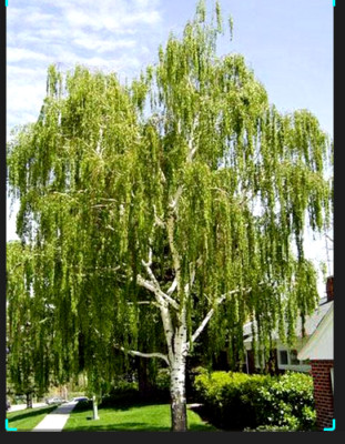160 Cutleaf Weeping Birch Tree Seeds~Betula Pendula Laciniata~Botanical ...