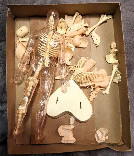 Vintage Renwal The Visible Man Model Kit As Is | eBay