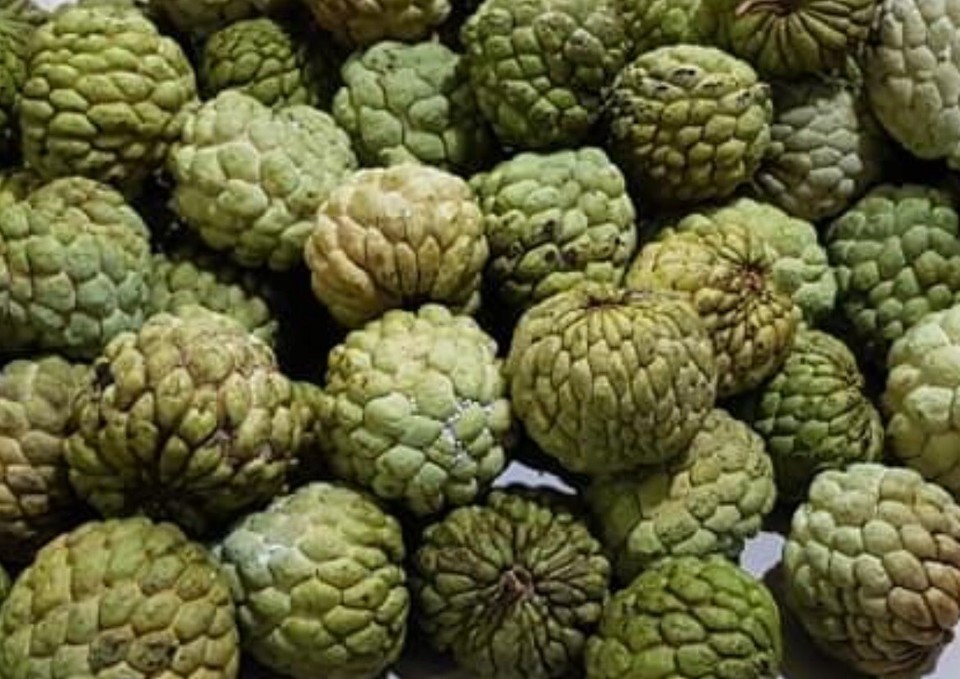 Fruit SEEDS Bundle-Guyabano, Red Guava, Atis And Poha Berry. Planting ...