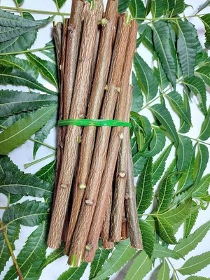 Fresh NEEM DATUN ORAL HERBAL TEETH & TONGUE CLEANER Natural Chewing ...