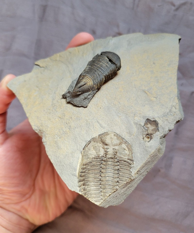 Very Rare Detailed Partial Trilobite Fossil Multi Plate Rochester Shale ...