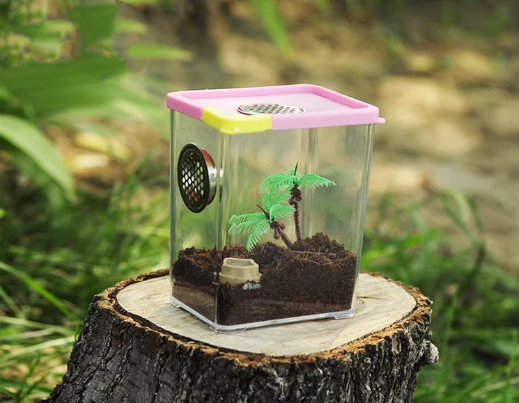 Praying Mantis Stick Insect Beetle Arboreal Keep Cages Feeding Middle ...