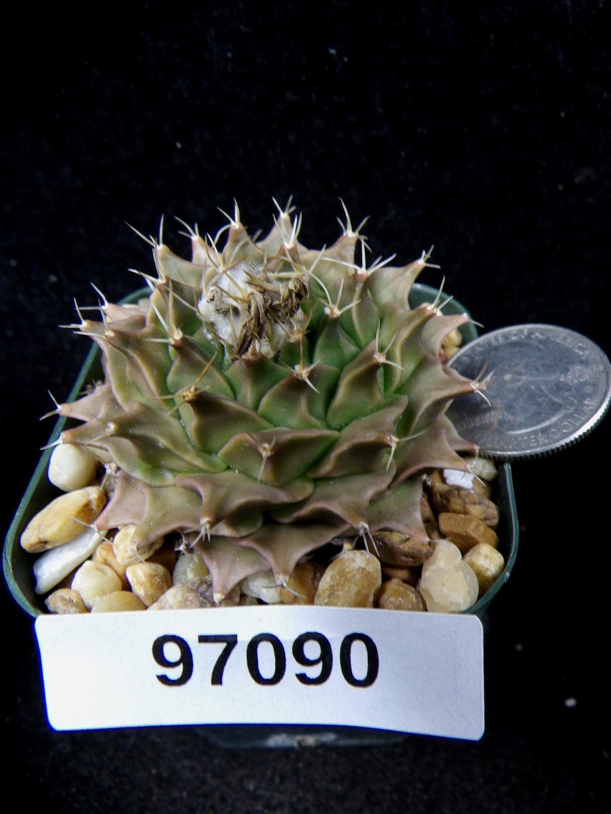 Obregonia Denegrii Seedling LIve Cactus Cacti Succulent Plant 97090 | eBay