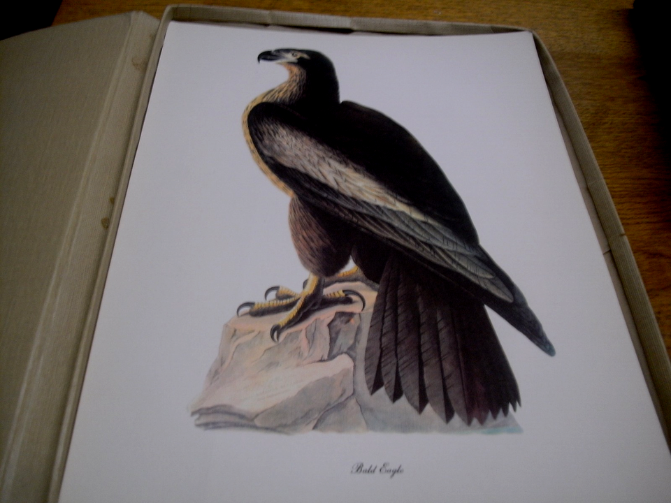 Audubon Fifty Selections w/Commentaries by Roger Tory Peterson Bird ...