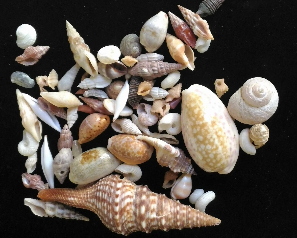 Seashells In Water