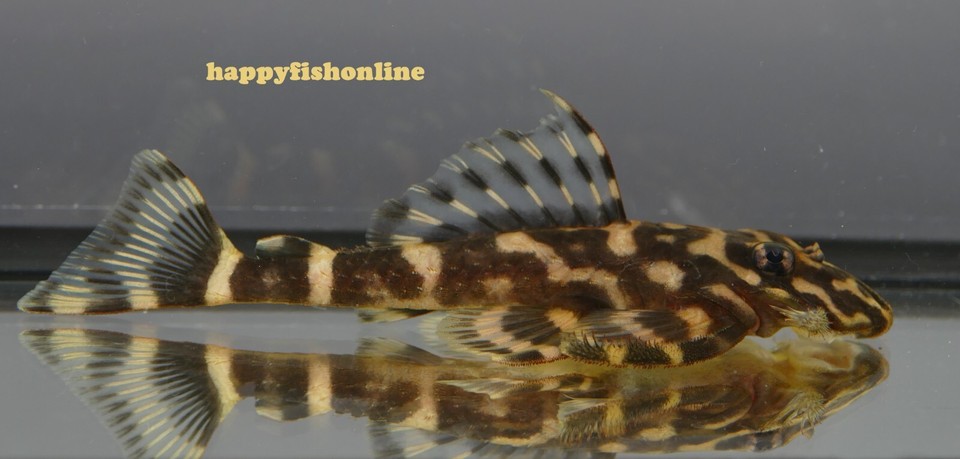 BREEDING PAIR OF L052 ATABAPO BUTTERFLY PLECOS! CHAMELEON LIKE FISH! WC 8-10 CM | eBay