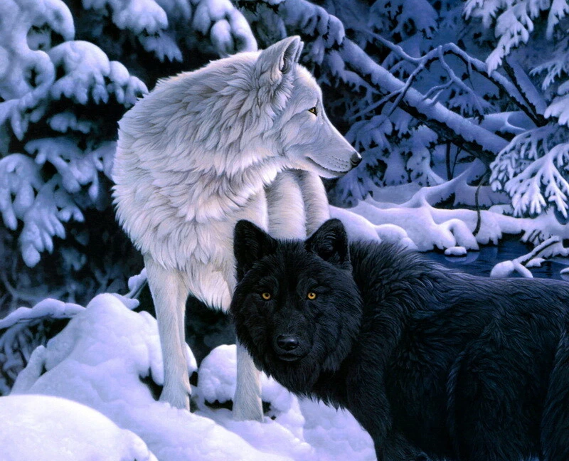 Two Black Wolves Together