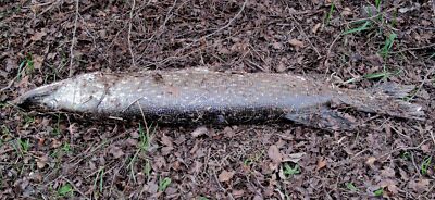 Photo 6x4 Dead pike on Tinsley towpath Carbrook I suppose fishermen don ...