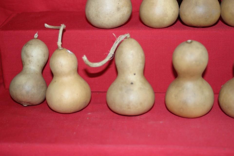 GOURDS- 15 MEDIUM MINI CHINESE BOTTLE GOURDS (DRIED AND CLEANED) | eBay