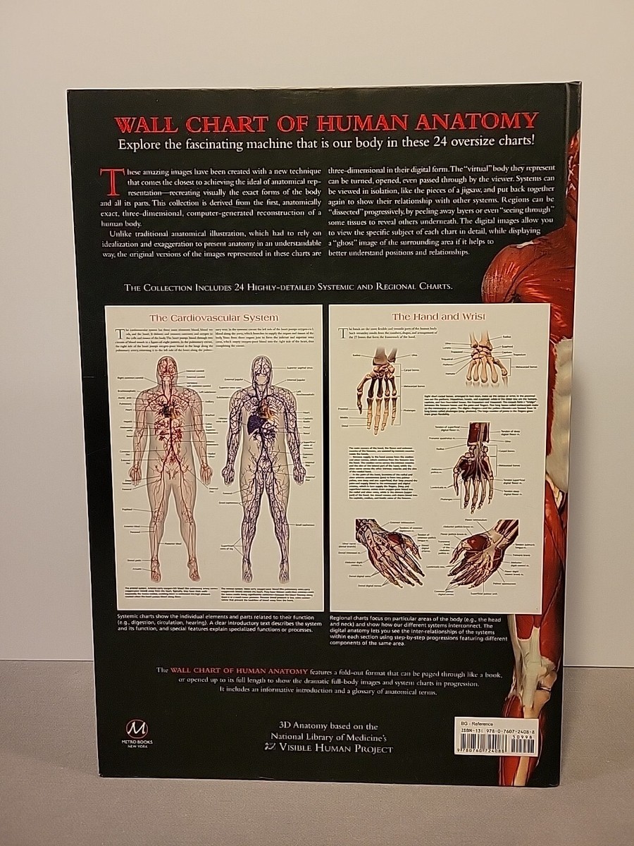 Anatomy Project Beneath The Surface: Understanding The Anatomy Of A