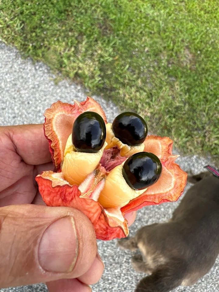 ACKEE SEEDLING (Blighia sapida) Tropical Fruit Tree. BUTTER ACKEE ...