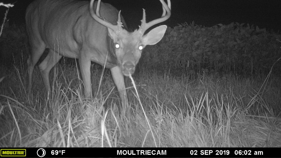 Deer Scrape Lure, Buck Urine, Doe in Heat Pheremones,Glands Scent ...